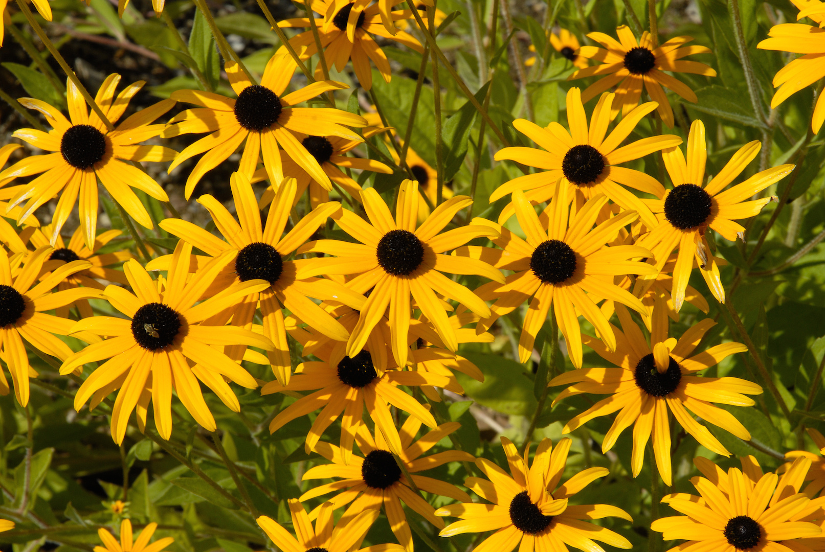 Rudbekia Rudbeckia - stanowisko, uprawa, pielęgnacja - Mój Piękny Ogród ...