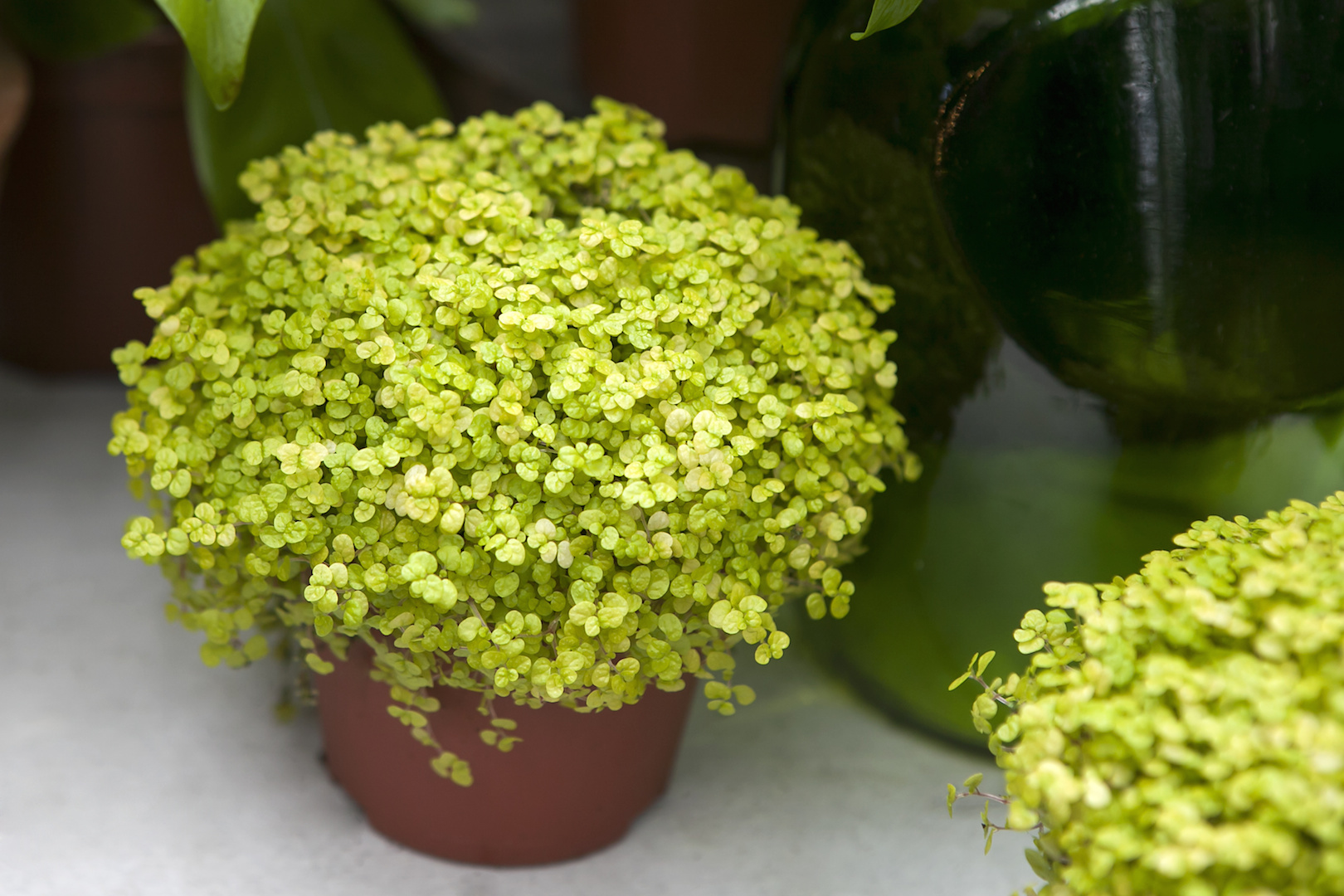 Solejrolia Soleirolia soleirolii - sylwetka, pielęgnacja - Mój Piękny ...