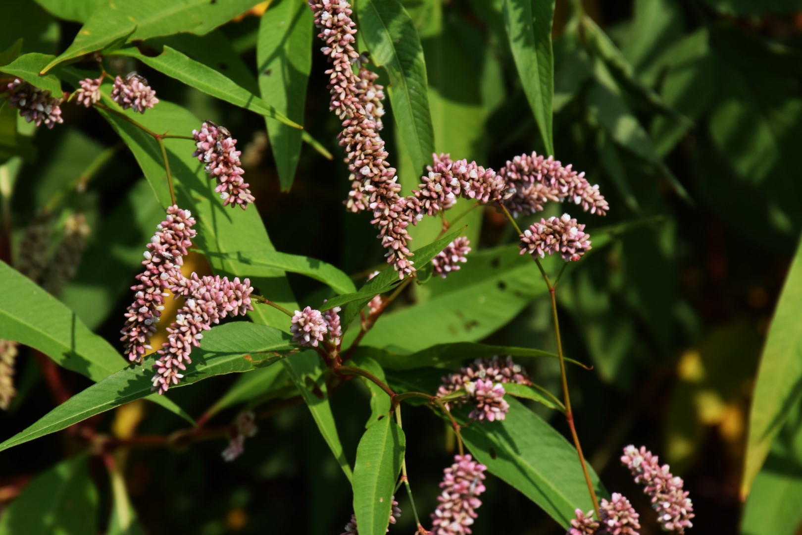 Rdest Polygonum - Mój Piękny Ogród - Ogrody ozdobne, Rośliny, Kwiaty
