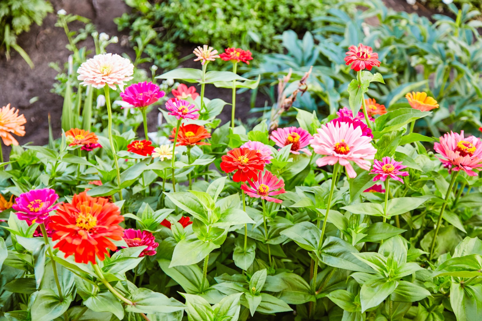 Cynia wytworna Zinnia elegans - Mój Piękny Ogród - Ogrody ozdobne ...