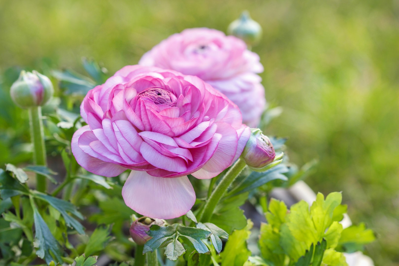 Jaskier azjatycki (Sylwetka) - Mój Piękny Ogród - Ogrody ozdobne ...