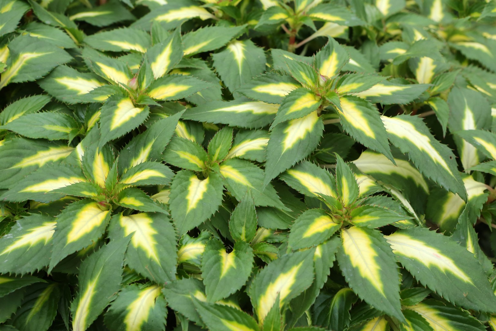 Wielobarwny koleus Blumego (Sylwetka) - Mój Piękny Ogród - Ogrody ...