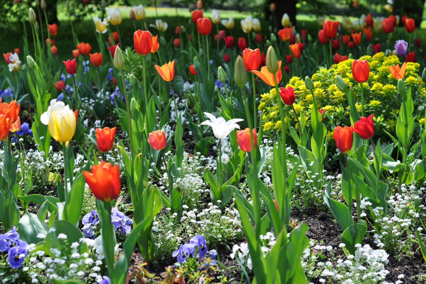 Wiosenne rabaty według planu - Mój Piękny Ogród - Ogrody ozdobne ...