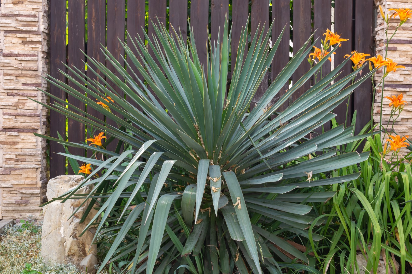 Agawa - niewymagający sukulent - Mój Piękny Ogród - Ogrody ozdobne ...