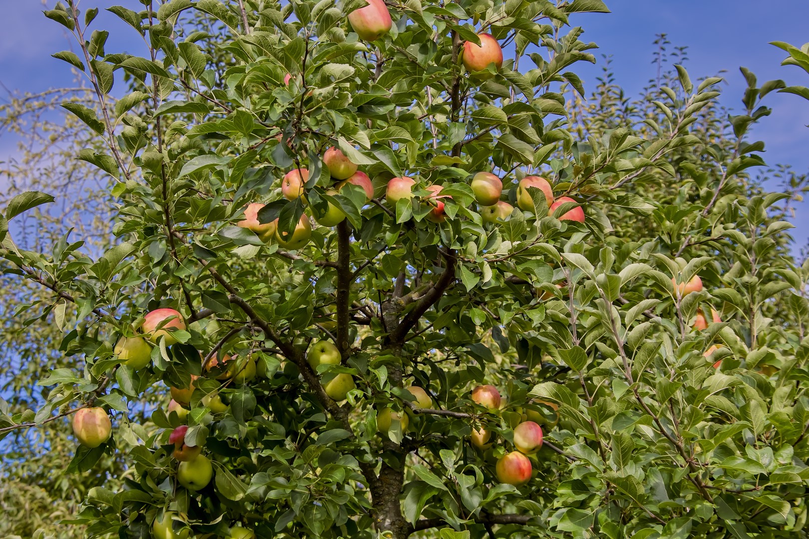 Najlepsze odmiany letnich jabłoni - Mój Piękny Ogród - Ogrody ozdobne ...
