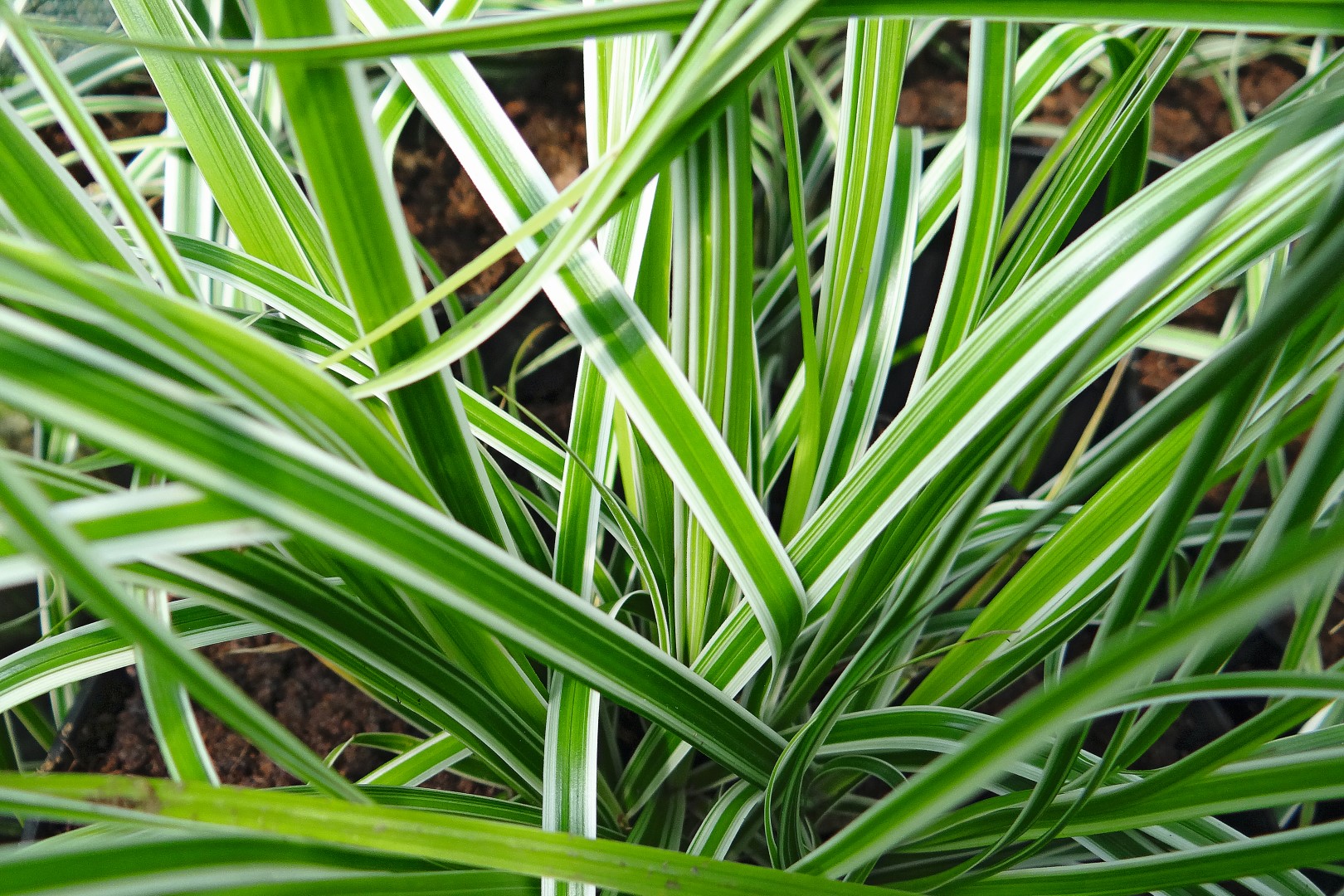 Turzyca oszimska ‘Everest’ - Mój Piękny Ogród - Ogrody ozdobne, Rośliny ...