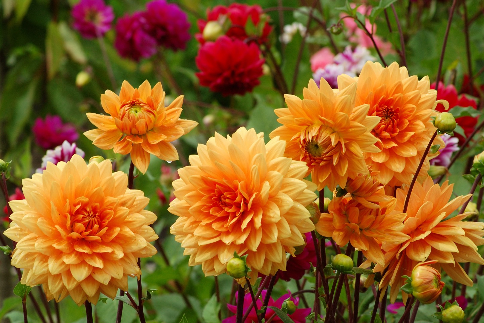 Dalie - uprawa bez tajemnic - Mój Piękny Ogród - Ogrody ozdobne ...