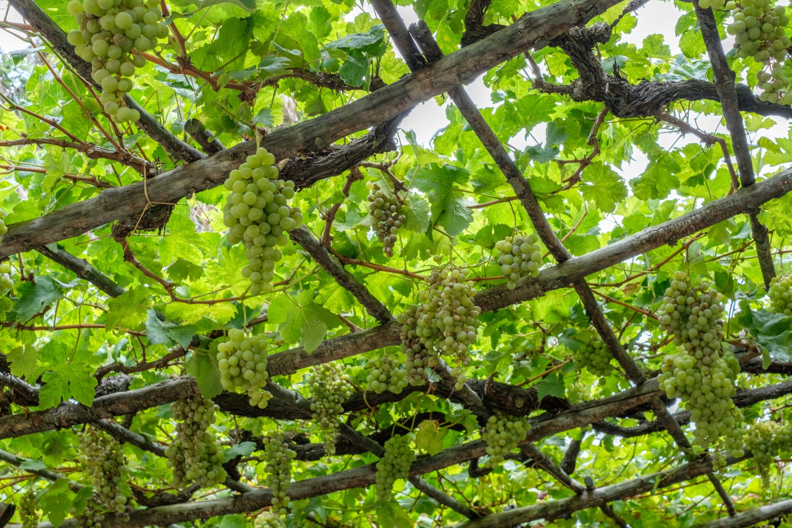Słodkie odmiany winorośli - Mój Piękny Ogród - Ogrody ozdobne, Rośliny ...