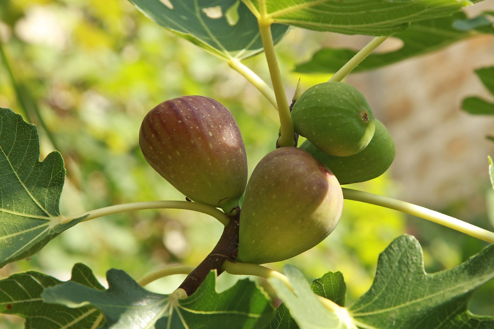 Słodkie figi z doniczkowej uprawy - Mój Piękny Ogród - Ogrody ozdobne ...