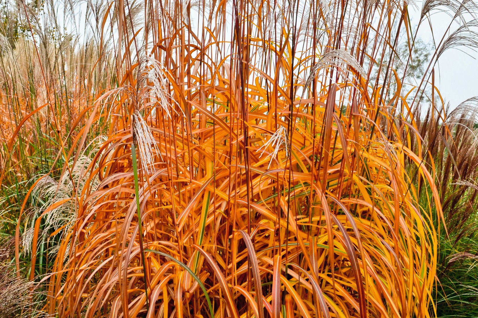 Miskant chiński ‘Memory’ (Sylwetka) - Mój Piękny Ogród - Ogrody ozdobne ...