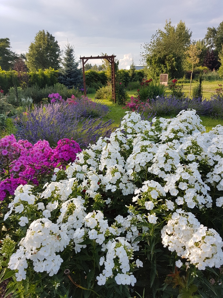 Romantyczny Ogród Mój Piękny Ogród Ogrody Ozdobne Rośliny Kwiaty